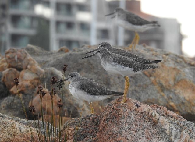 Playero mayor patas amarillas. Como la golondrina, llega en cada primavera
