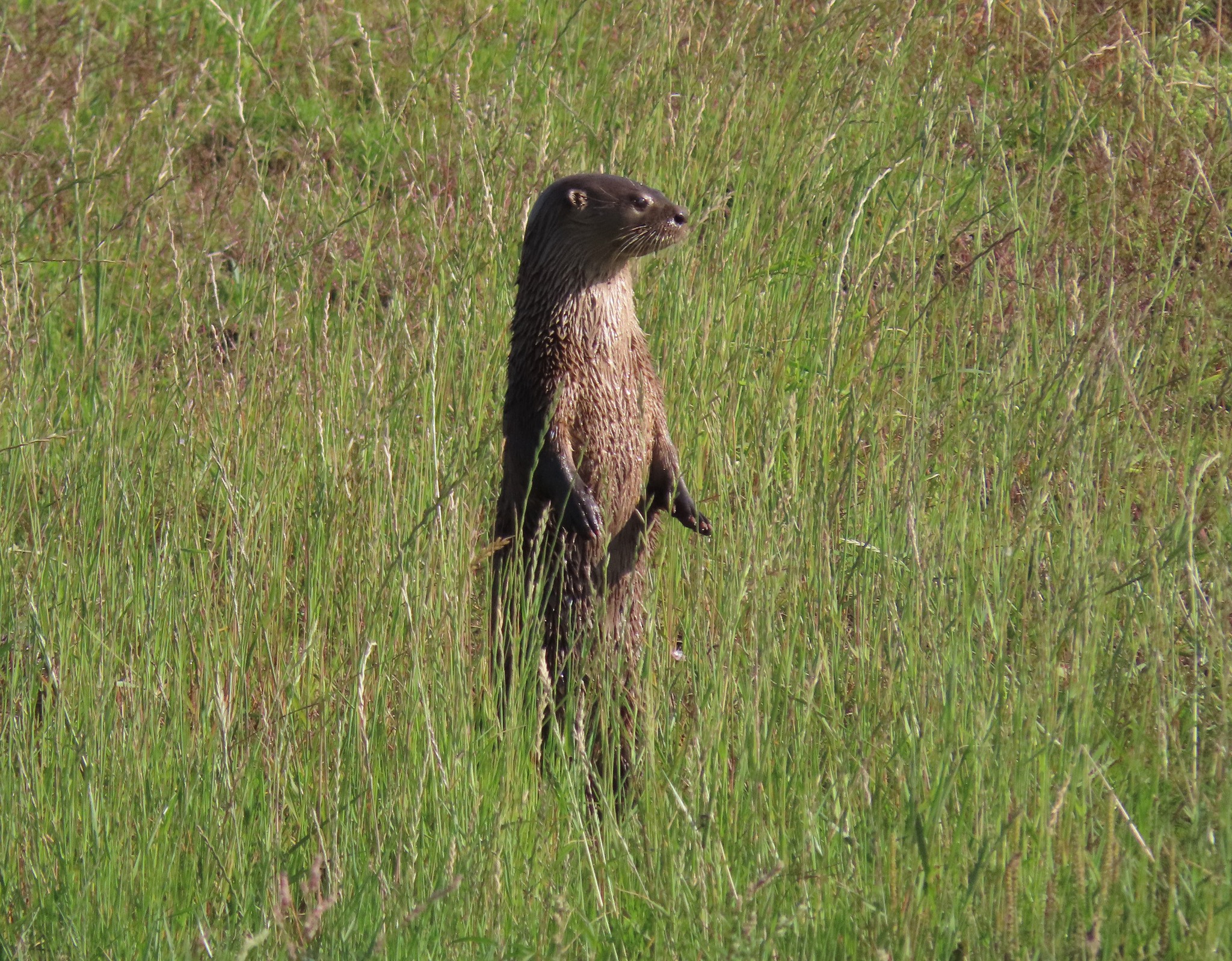 Nuestra fauna - Canal-M - Montevideo Portal