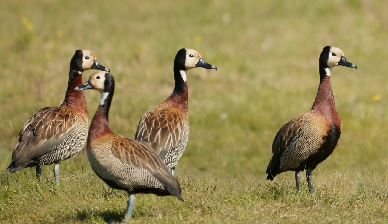 Nuestra fauna - Canal-M - Montevideo Portal