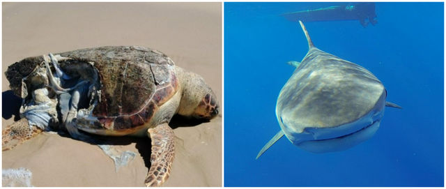 Terrible mordida: tortuga hallada en Punta del Este fue atacada por ...