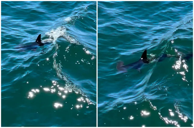 Dar en el clavo: avistan tiburón martillo en la costa de La Paloma